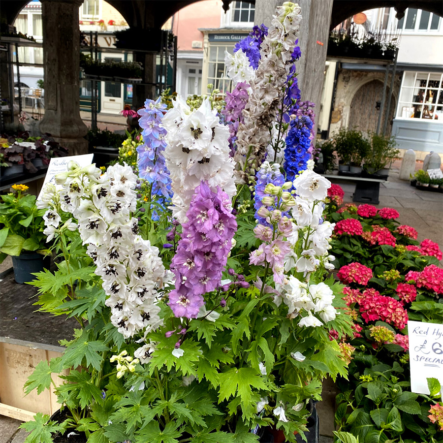 Richard’s Plants - Faversham Market
